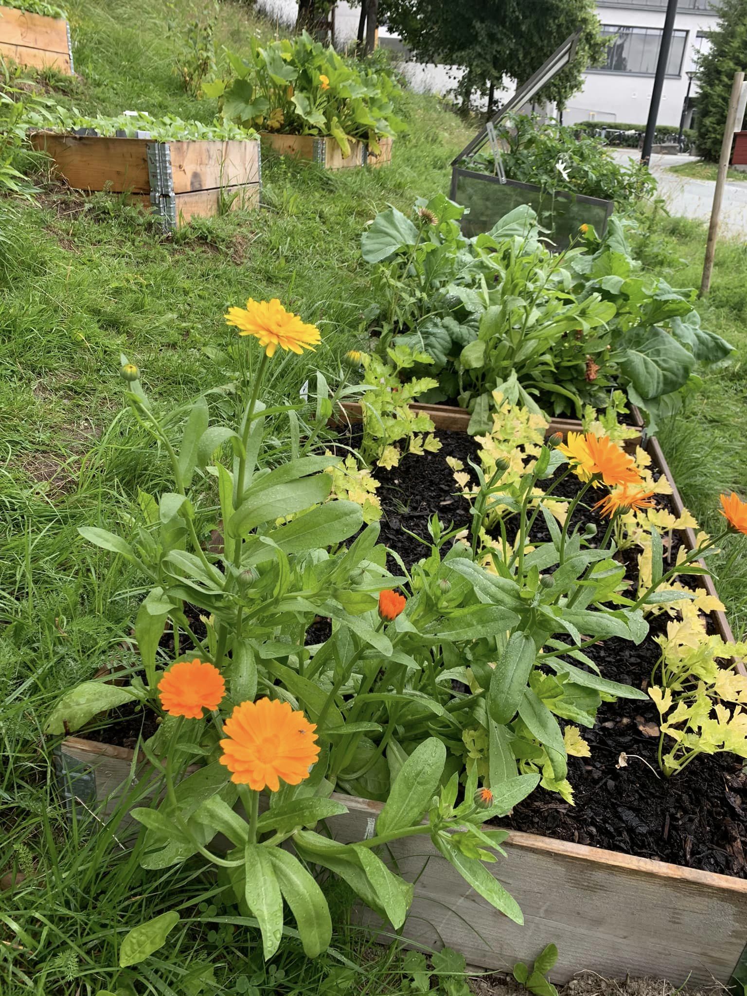 Rewilding Campus - NTNU