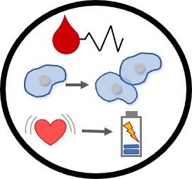 Synergy Group – Biomedical Materials Science - Department of Materials ...