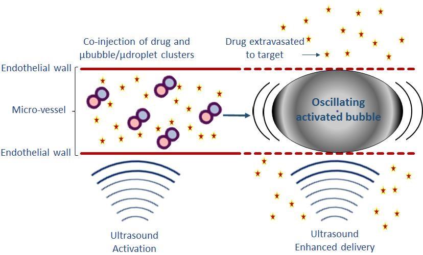 Delivery of nanoparticles in tumour tissue - Biophysics - NTNU